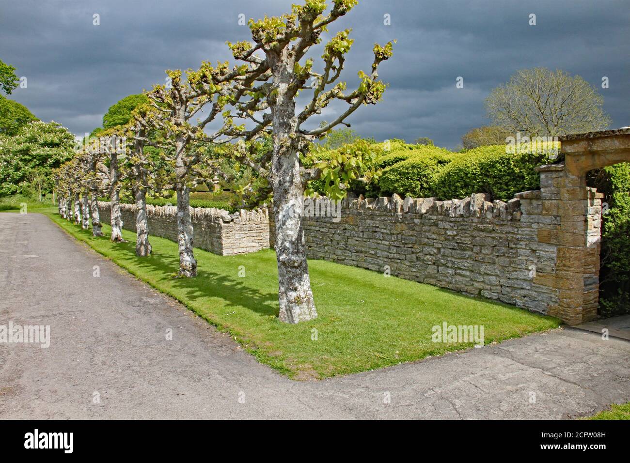 Roadway with a row of pollarded trees in front of a dry stone wall at ...