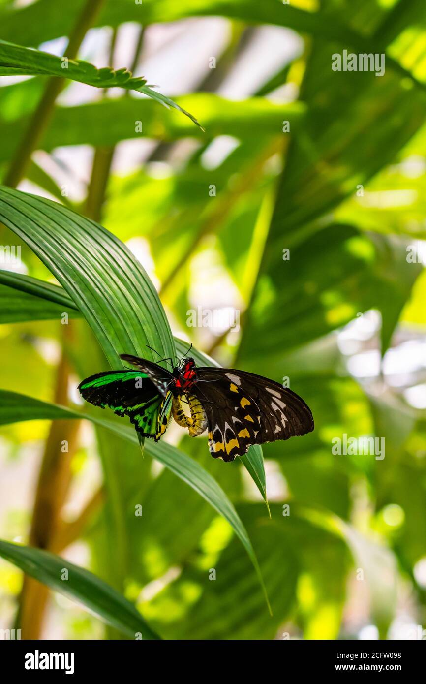 Mating pair of Ornithoptera euphorion - birdwing butterfly Stock Photo ...