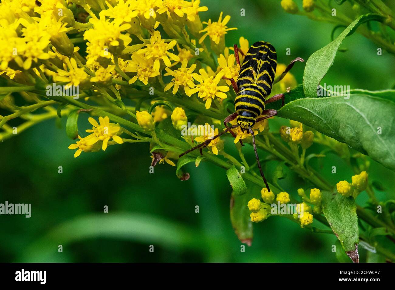 Locust borer beetle hi-res stock photography and images - Alamy