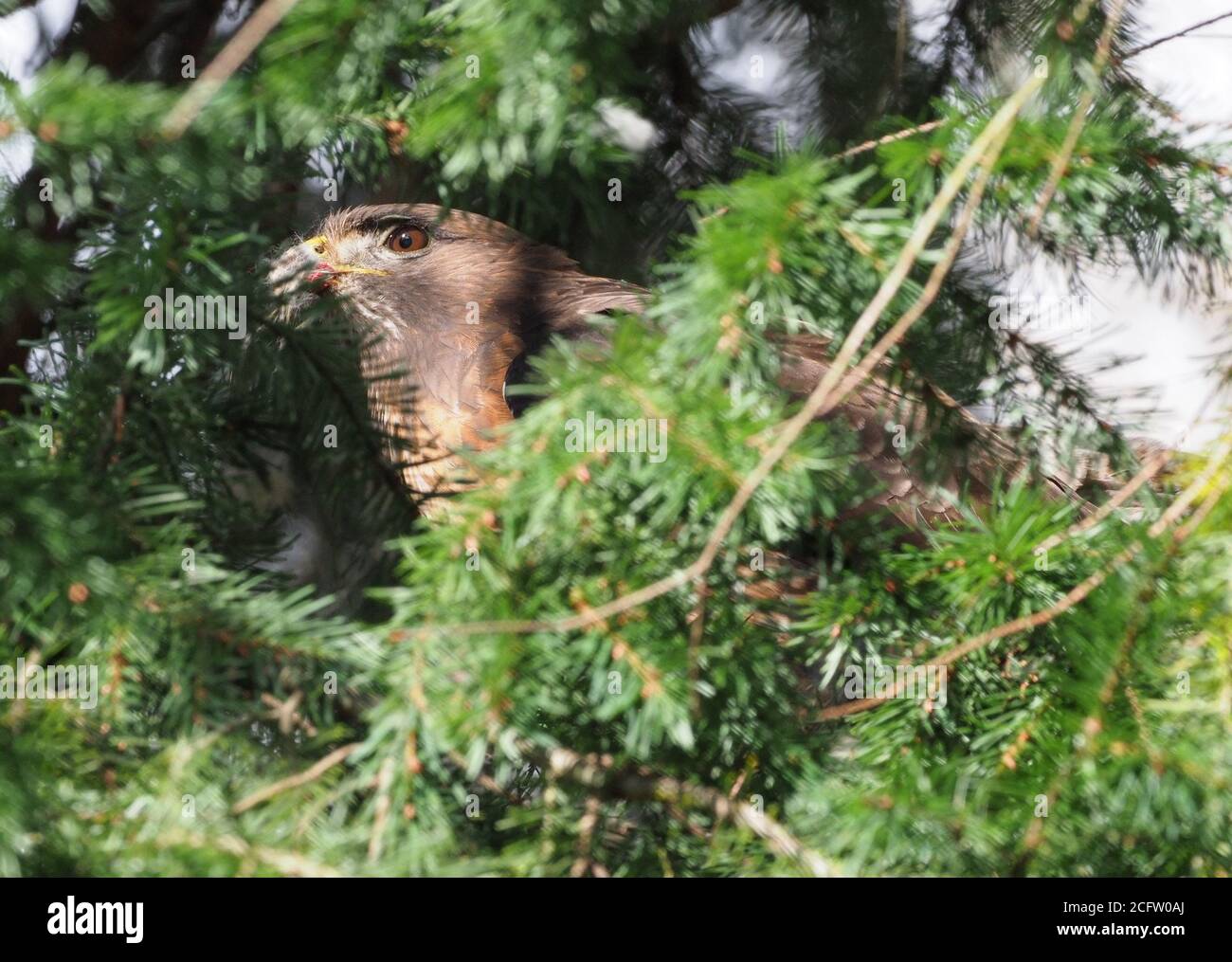 Red tailed hawk eating hi-res stock photography and images - Alamy