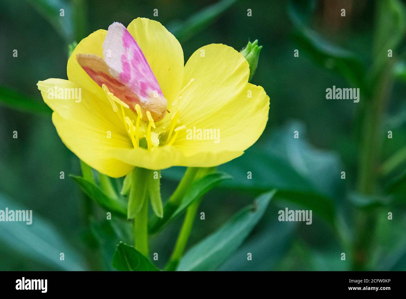 Pink primrose moth and evening primrose blossom Stock Photo - Alamy