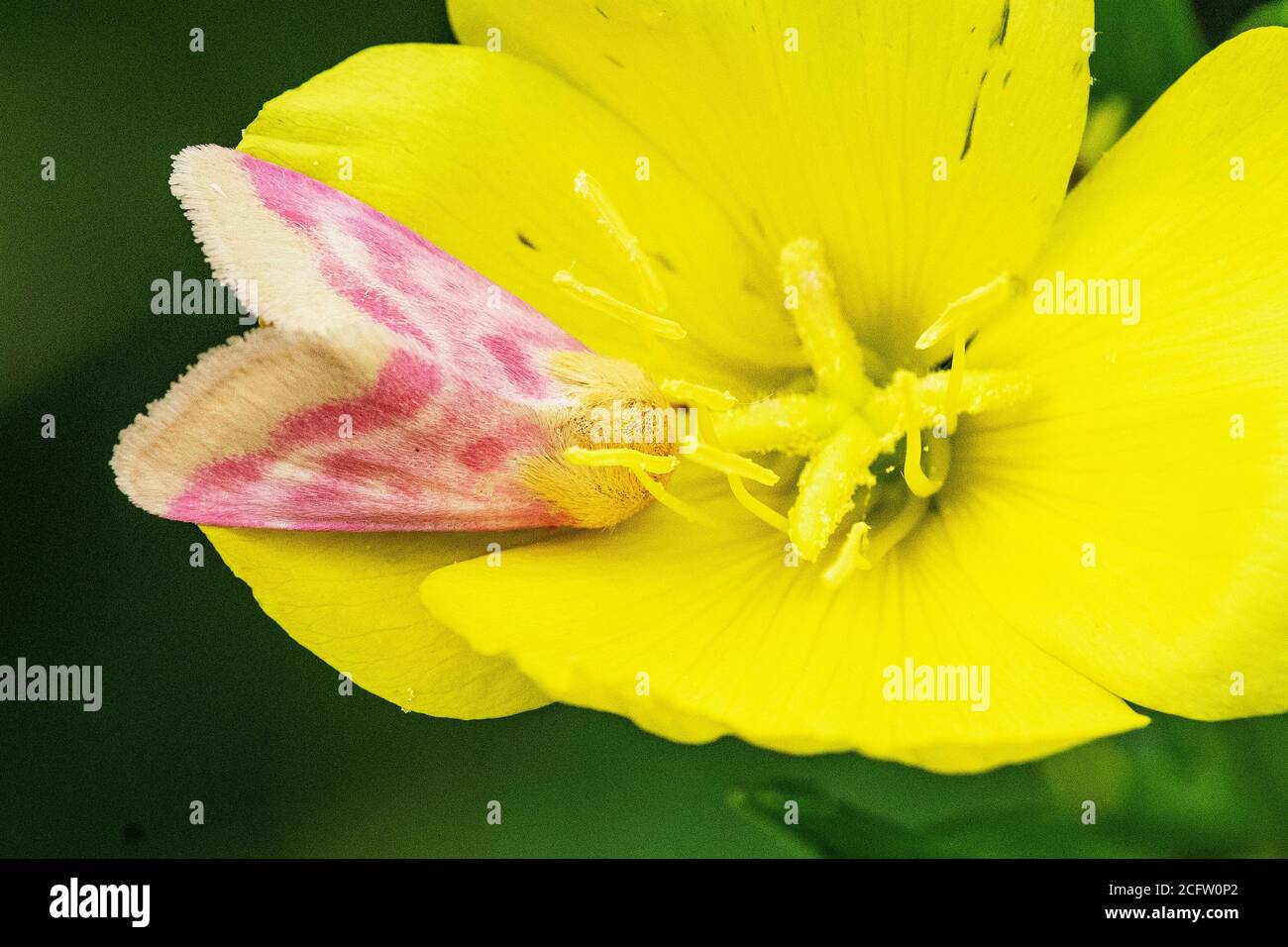 Moth host hi-res stock photography and images - Alamy