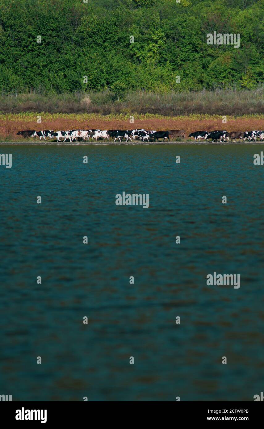 Drinking cow reflection in water hi-res stock photography and images ...