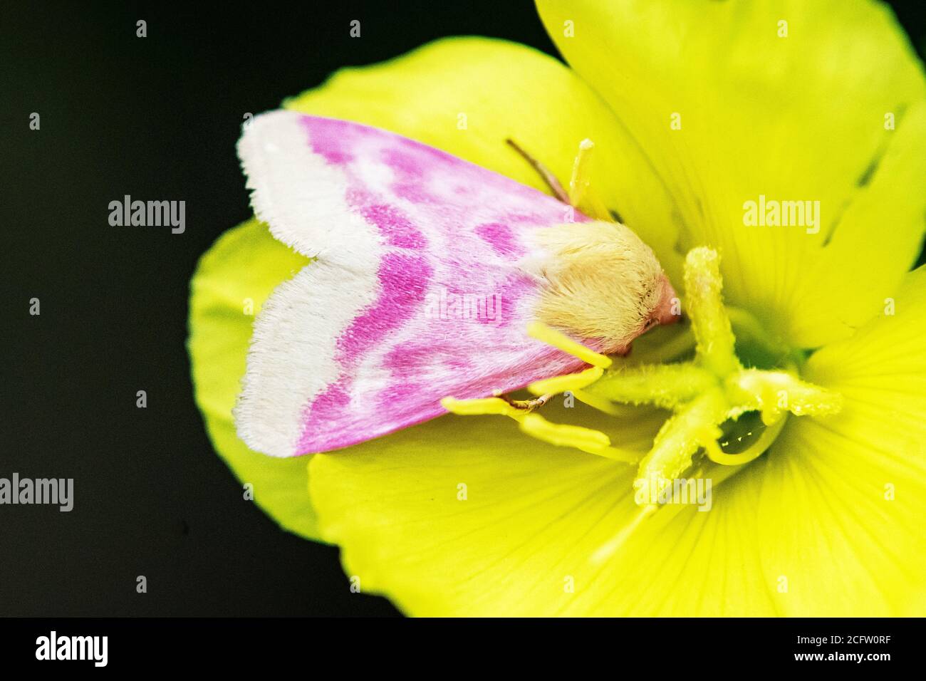 Pink primrose moth and evening primrose blossom Stock Photo - Alamy