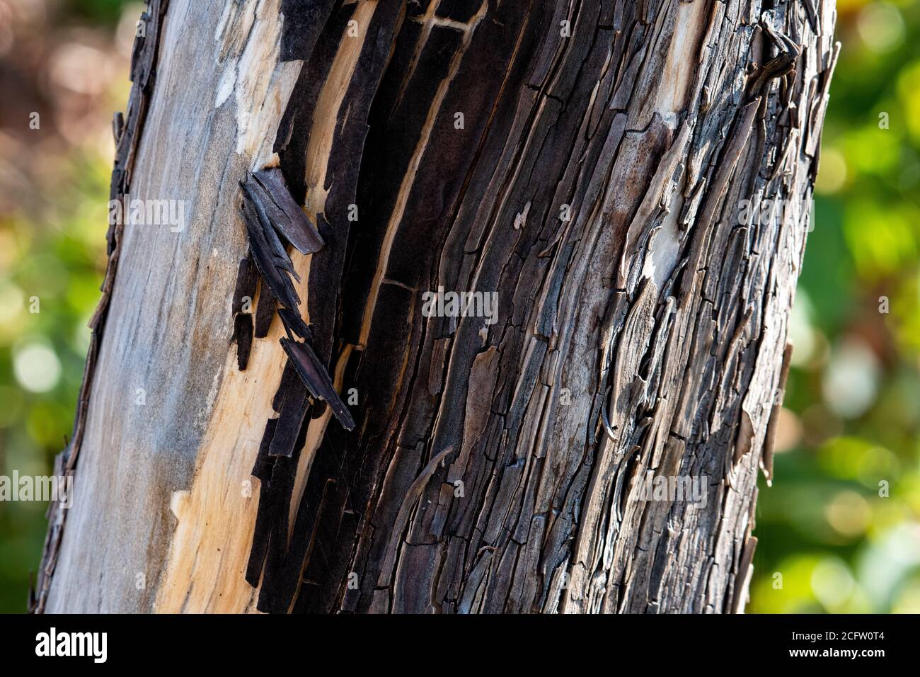 Madrone tree trunk hi-res stock photography and images - Alamy