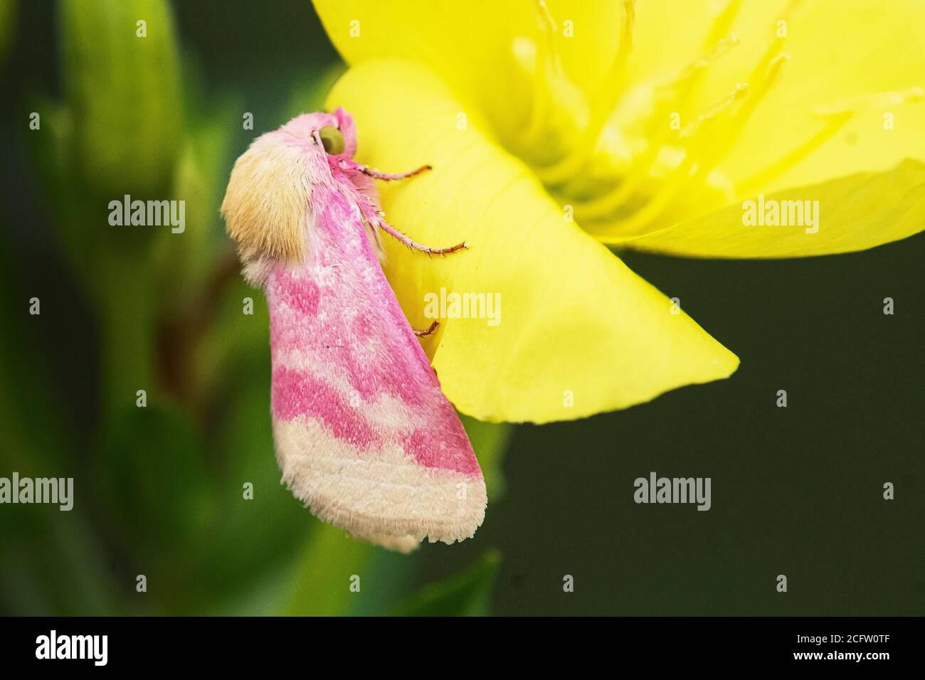 Pink primrose moth and evening primrose blossom Stock Photo - Alamy