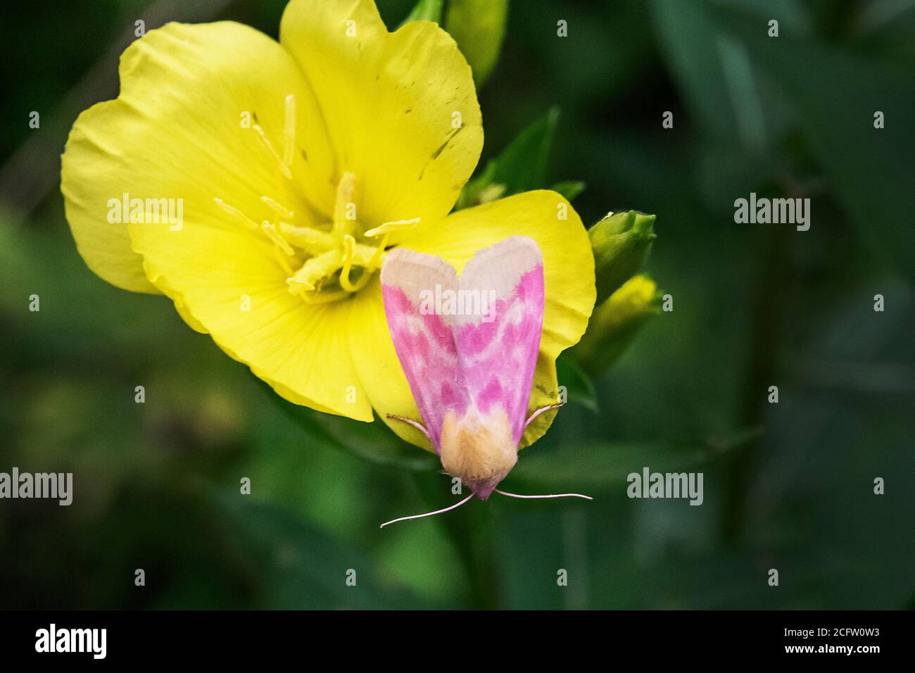Pink primrose moth and evening primrose blossom Stock Photo - Alamy