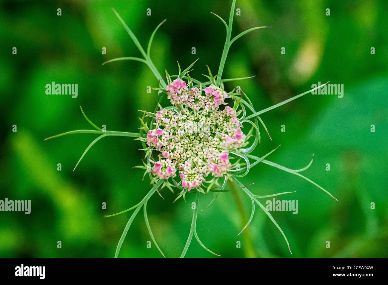 Geometric Shapes In Plants