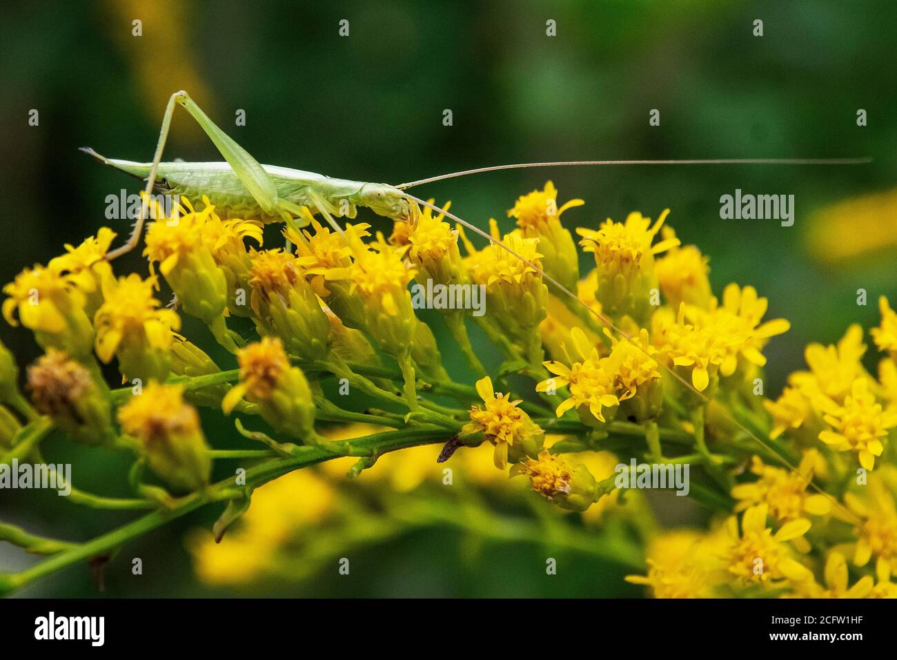 Tree cricket on goldenrod in late summer Stock Photo - Alamy