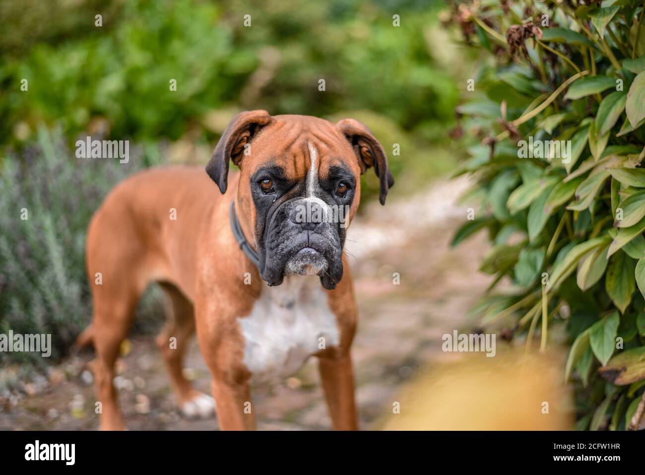 Boxer dog close up hi-res stock photography and images - Alamy