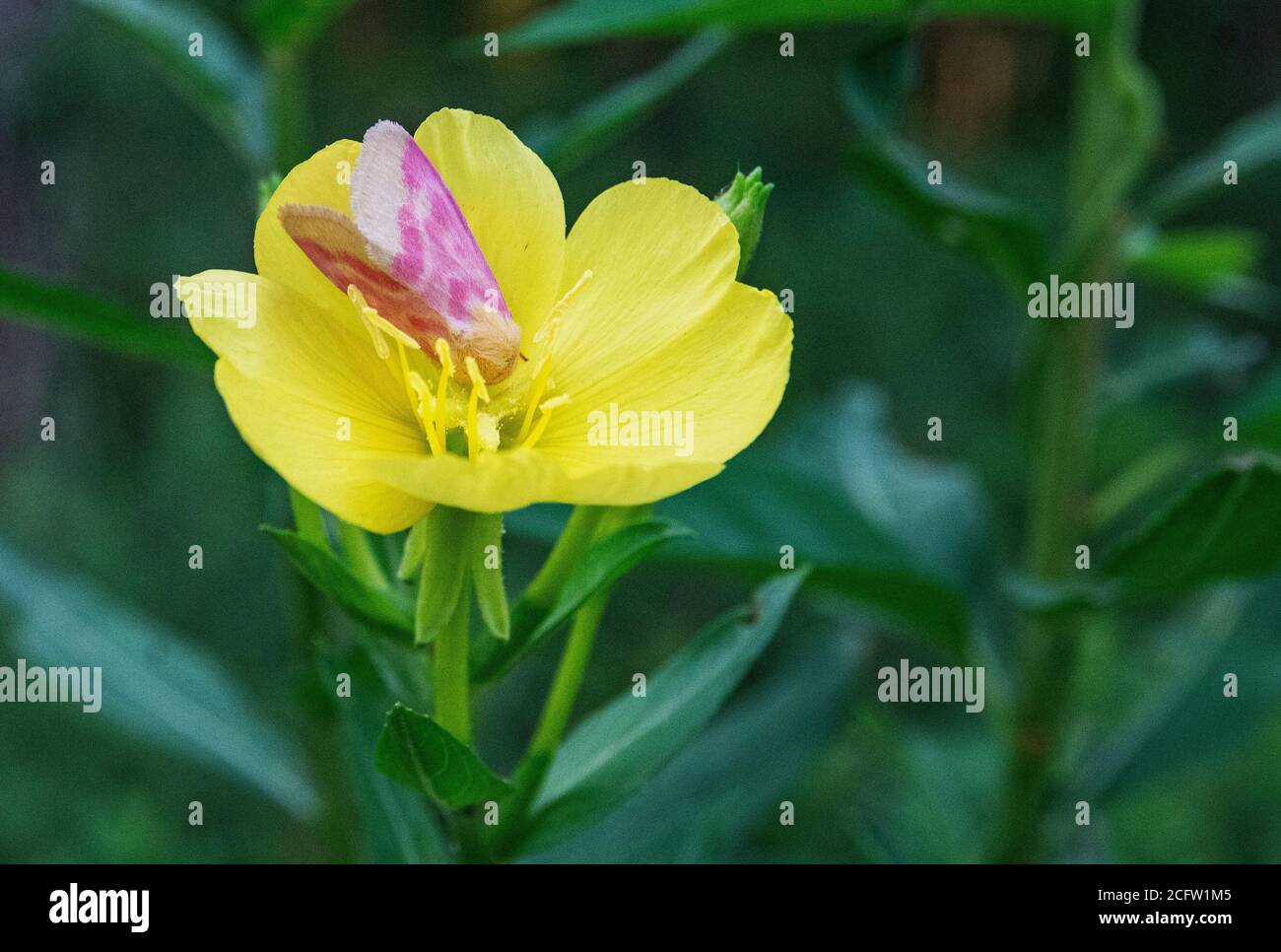 Pink primrose moth and evening primrose Stock Photo - Alamy