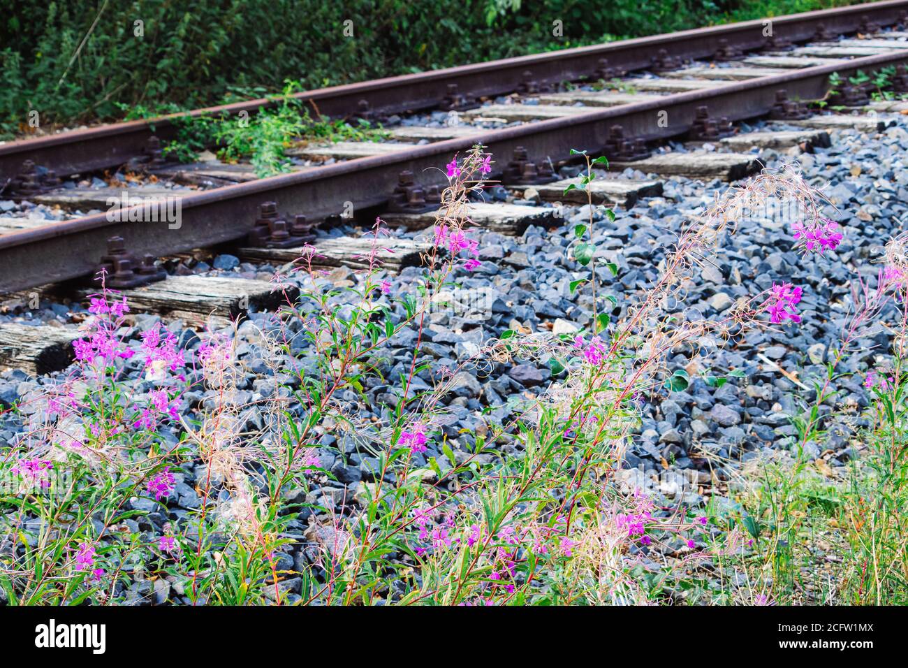 Purple blooming wildflowers near a train track Stock Photo - Alamy