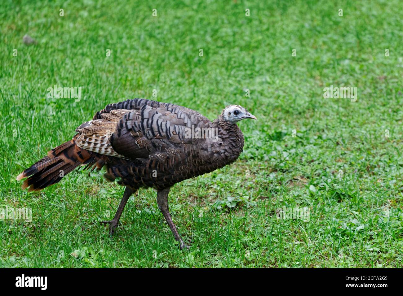 A young wild turkey walking across a lawn in the rain. Quebec,Canada ...