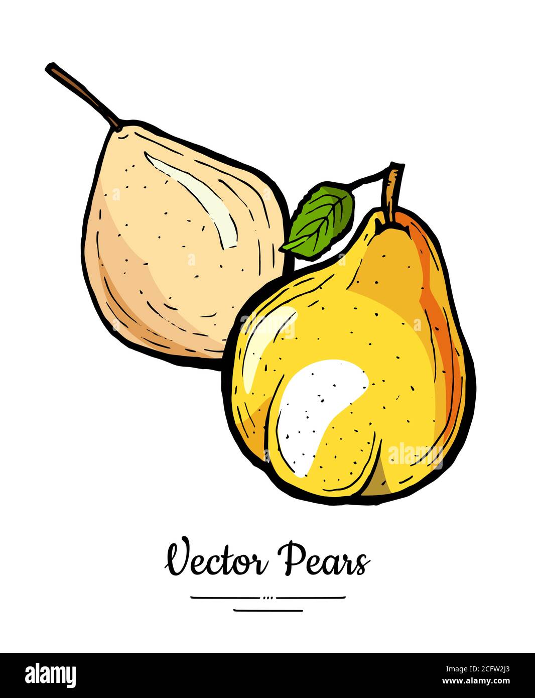 Pears fruits vector isolate Yellow brown whole pear Fruit hand drawn ...