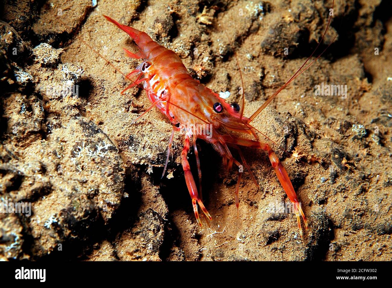 Stenopus Spinosus High Resolution Stock Photography and Images - Alamy