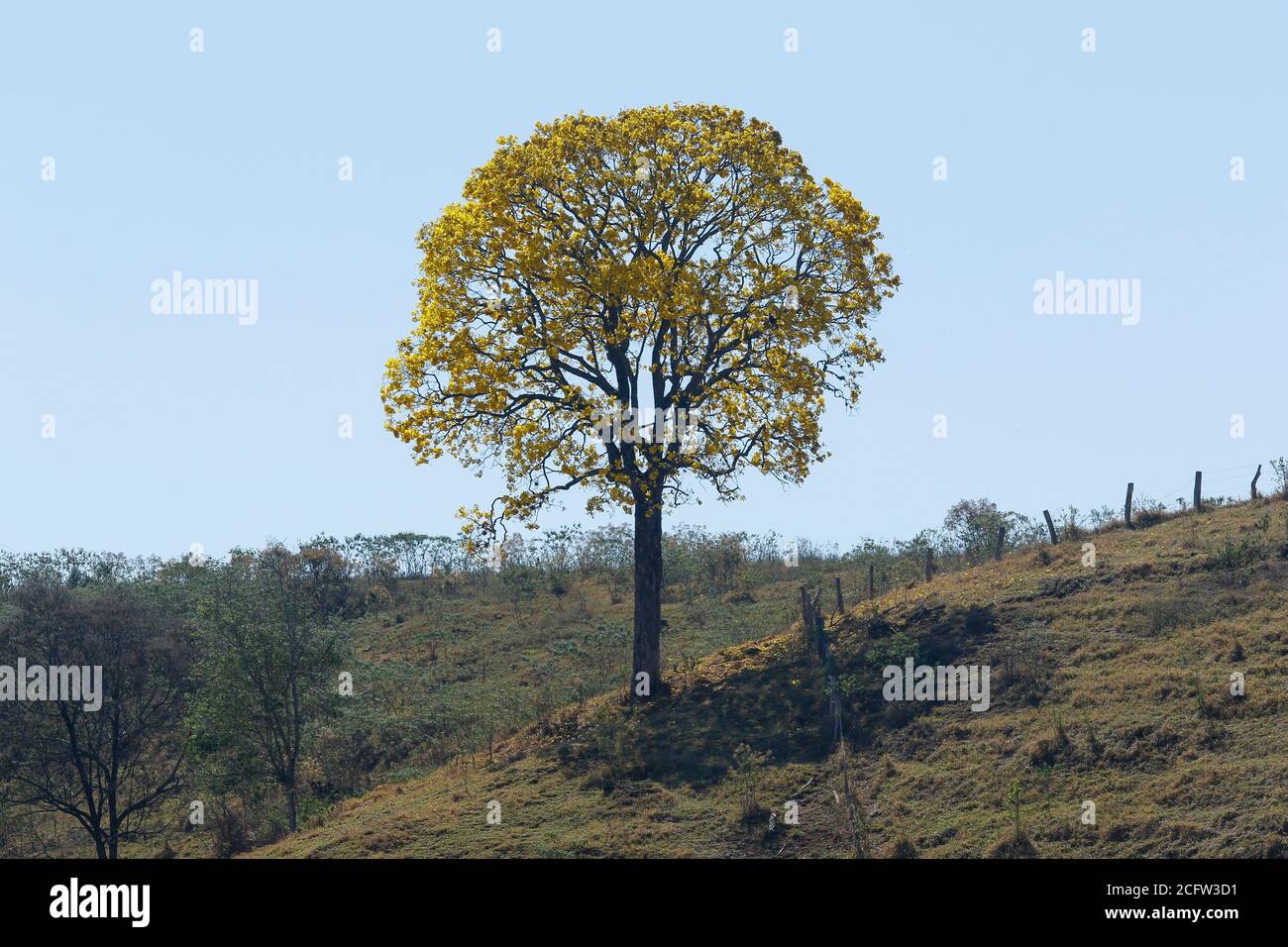 flowering yellow ipe tree in clear day on the mountain Stock Photo - Alamy