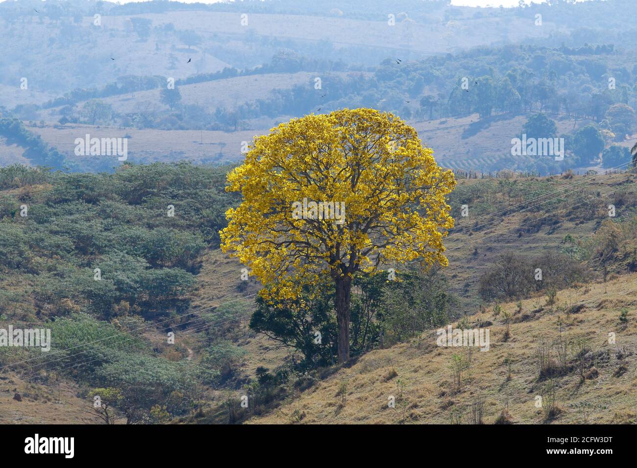 flowering yellow ipe tree in clear day on the mountain Stock Photo - Alamy