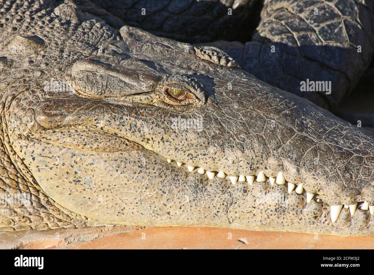 Head of alligator, Florida Stock Photo - Alamy