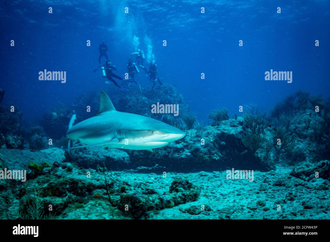 Hms proselyte dive site hi-res stock photography and images - Alamy