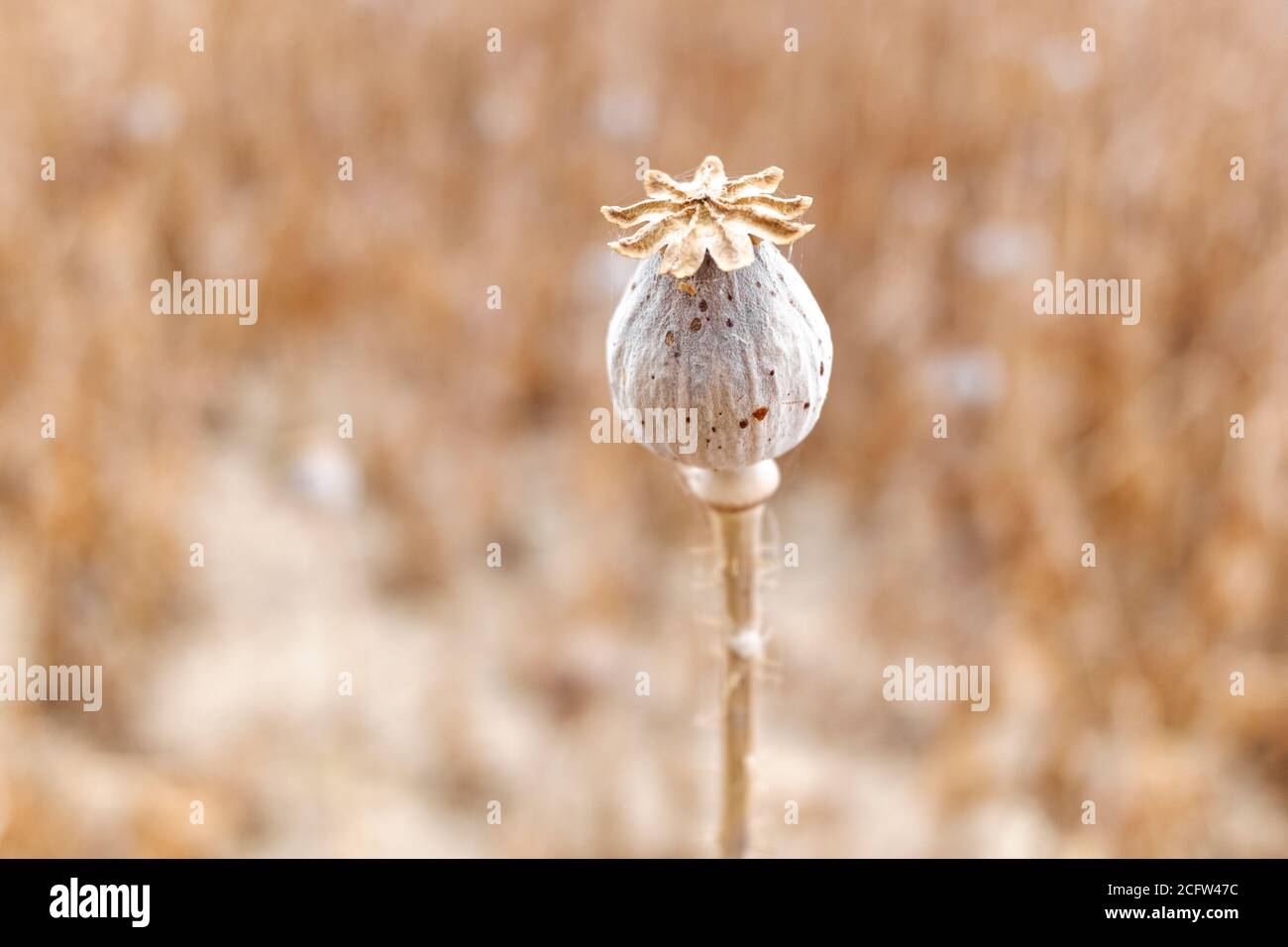 Papaver Somniferum Opium Extraction