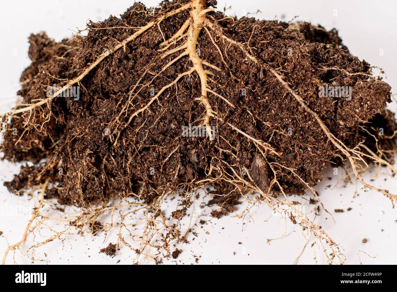 Roots of a plant with soil, isolated on white background Stock Photo ...