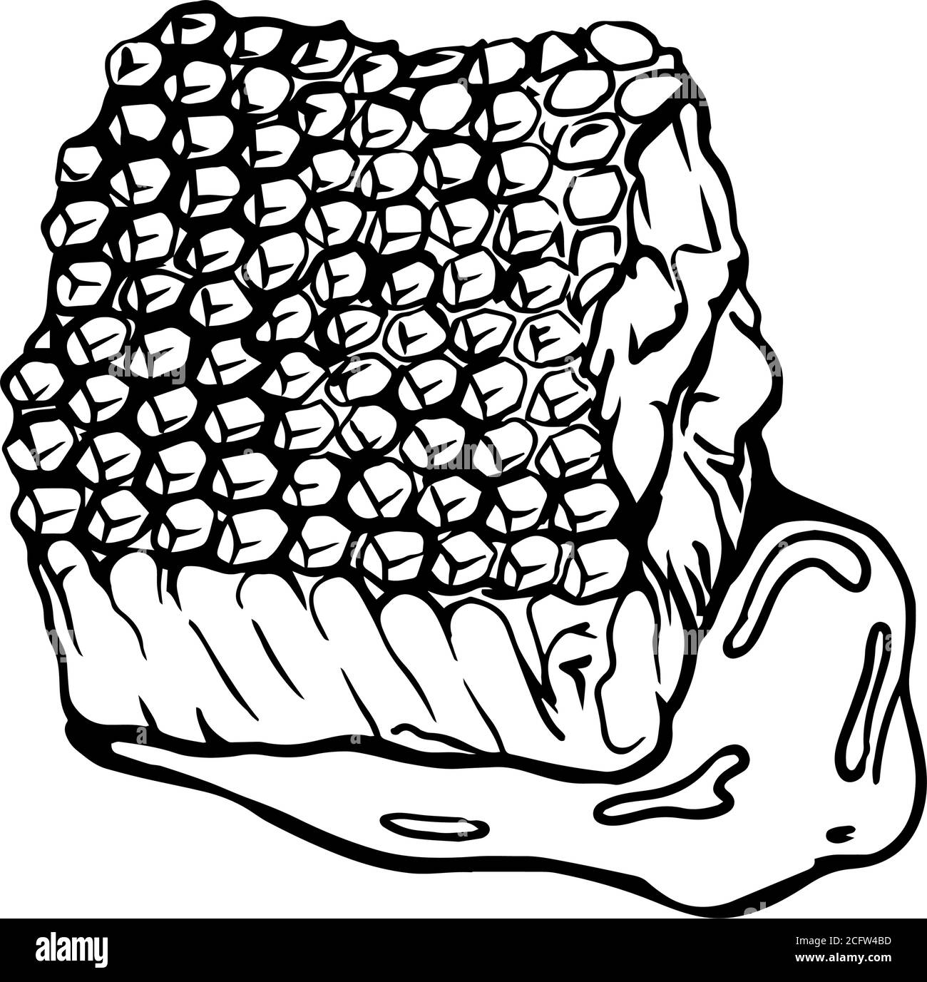 Honeycomb, Beeswax. Honey. vector illustration Stock Vector Image & Art ...