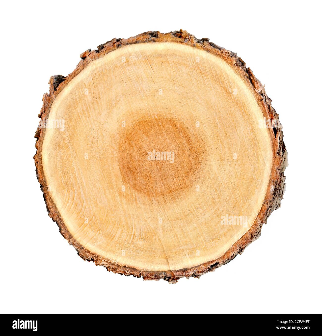 Felled piece of wood from a tree trunk with growth rings isolated on ...