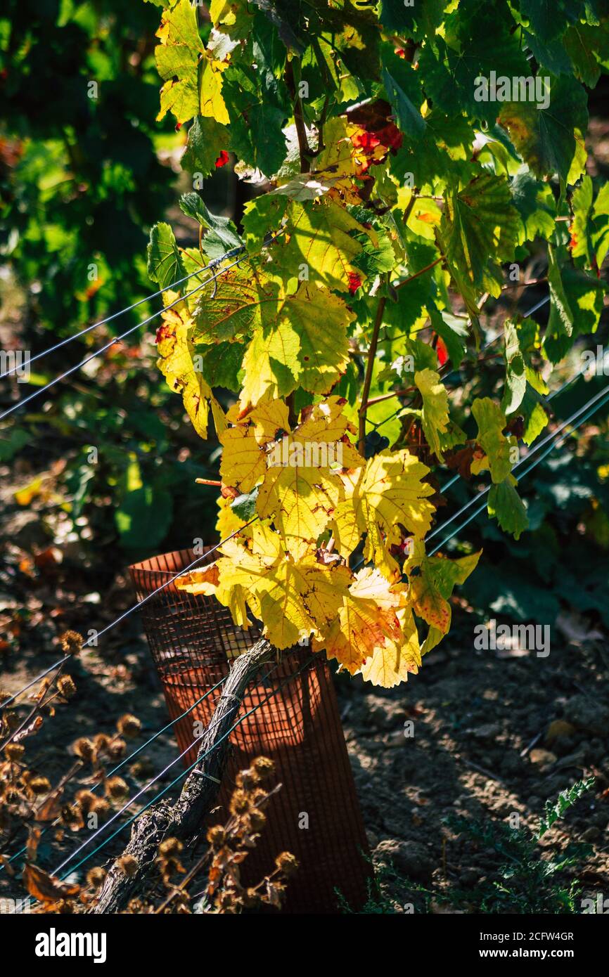 View of the vineyard of Champagne during Autumn in the countryside of ...