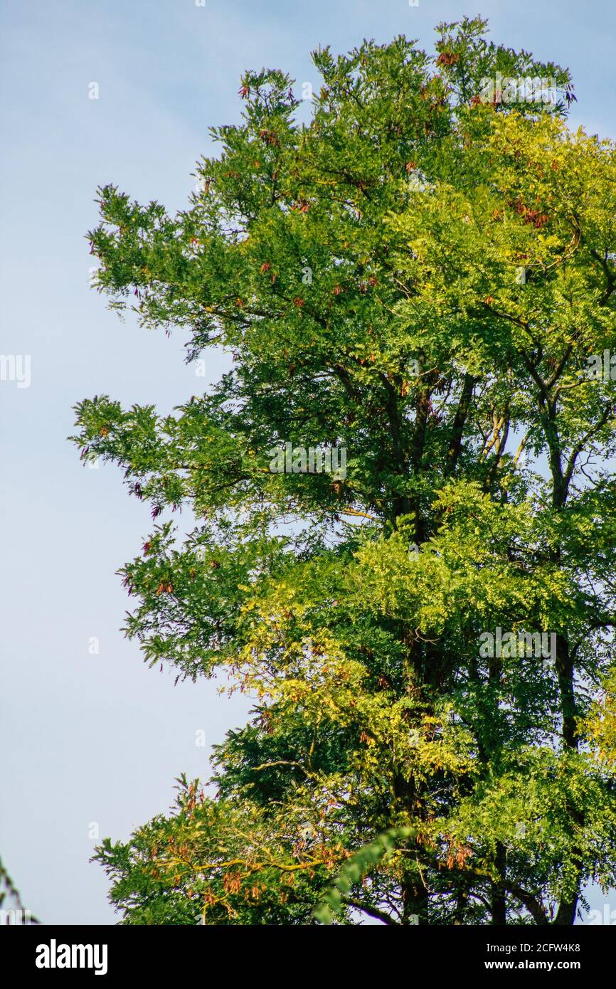 View of green leaves and branches from trees during autumn in France in ...