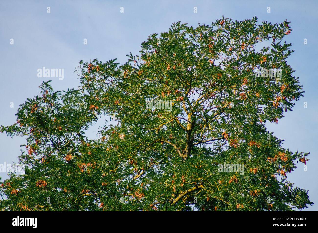View of green leaves and branches from trees during autumn in France in ...