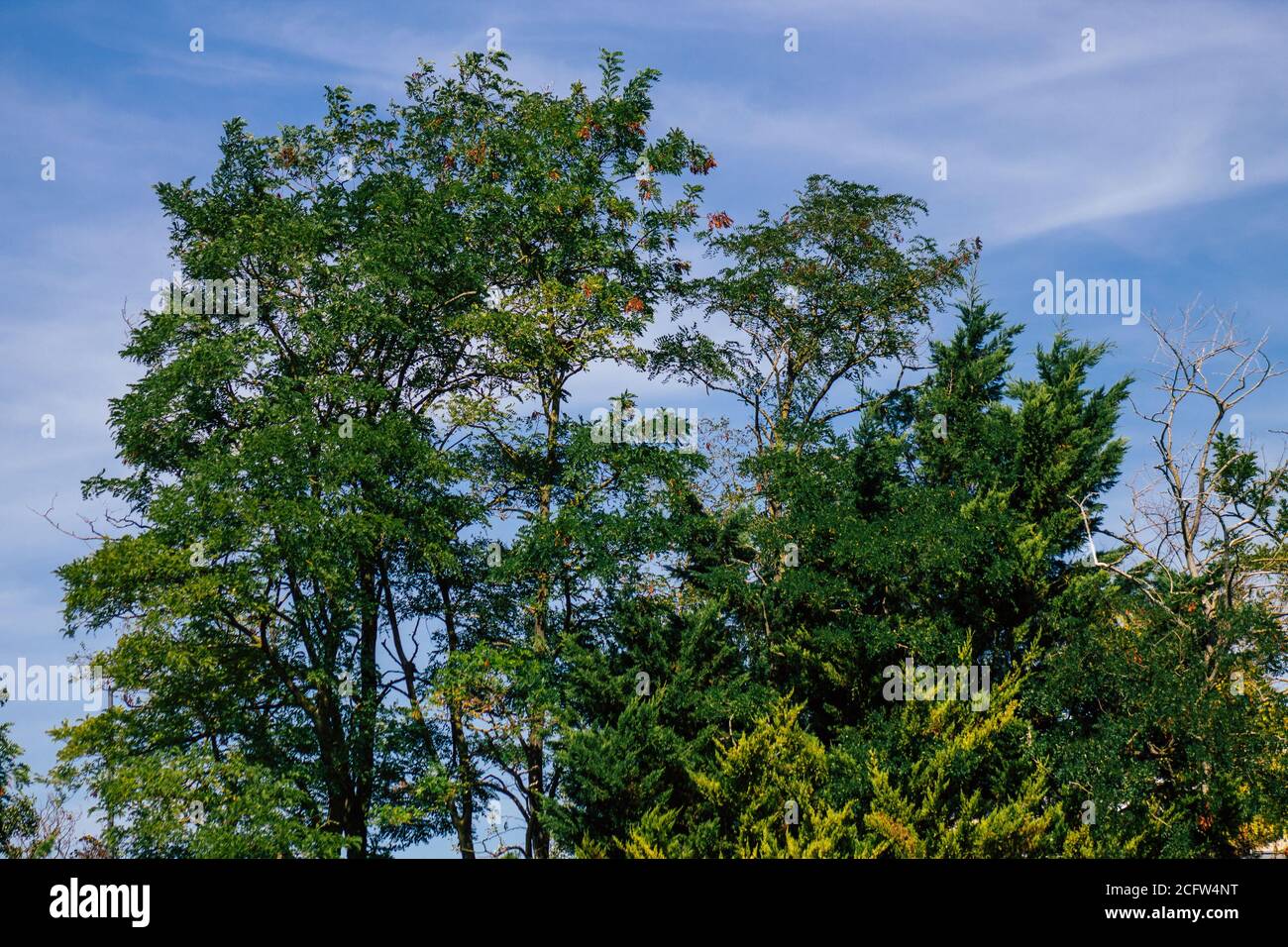 View of green leaves and branches from trees during autumn in France in ...