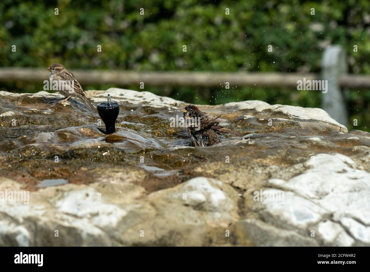 Male Female Sparrows Bathing High Resolution Stock Photography and ...