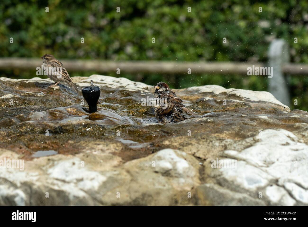 House sparrows bathing in a bird bath splashing water Stock Photo - Alamy
