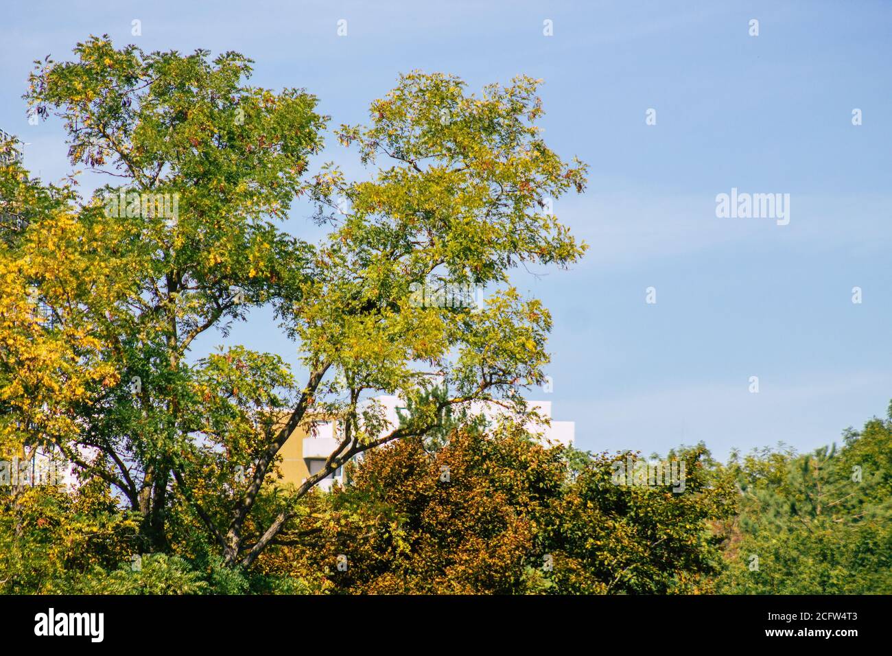 View of green leaves and branches from trees during autumn in France in ...