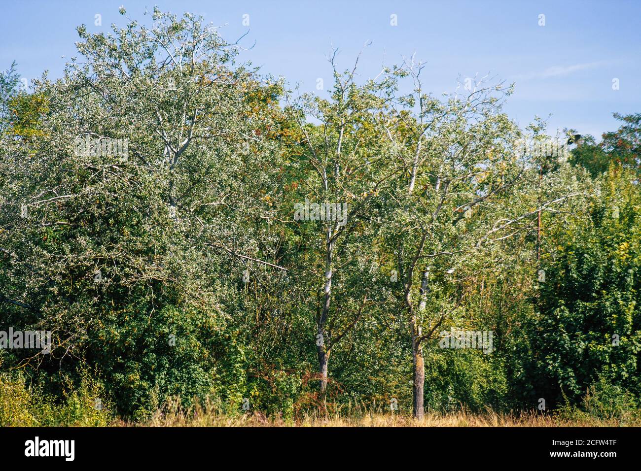 View of green leaves and branches from trees during autumn in France in ...