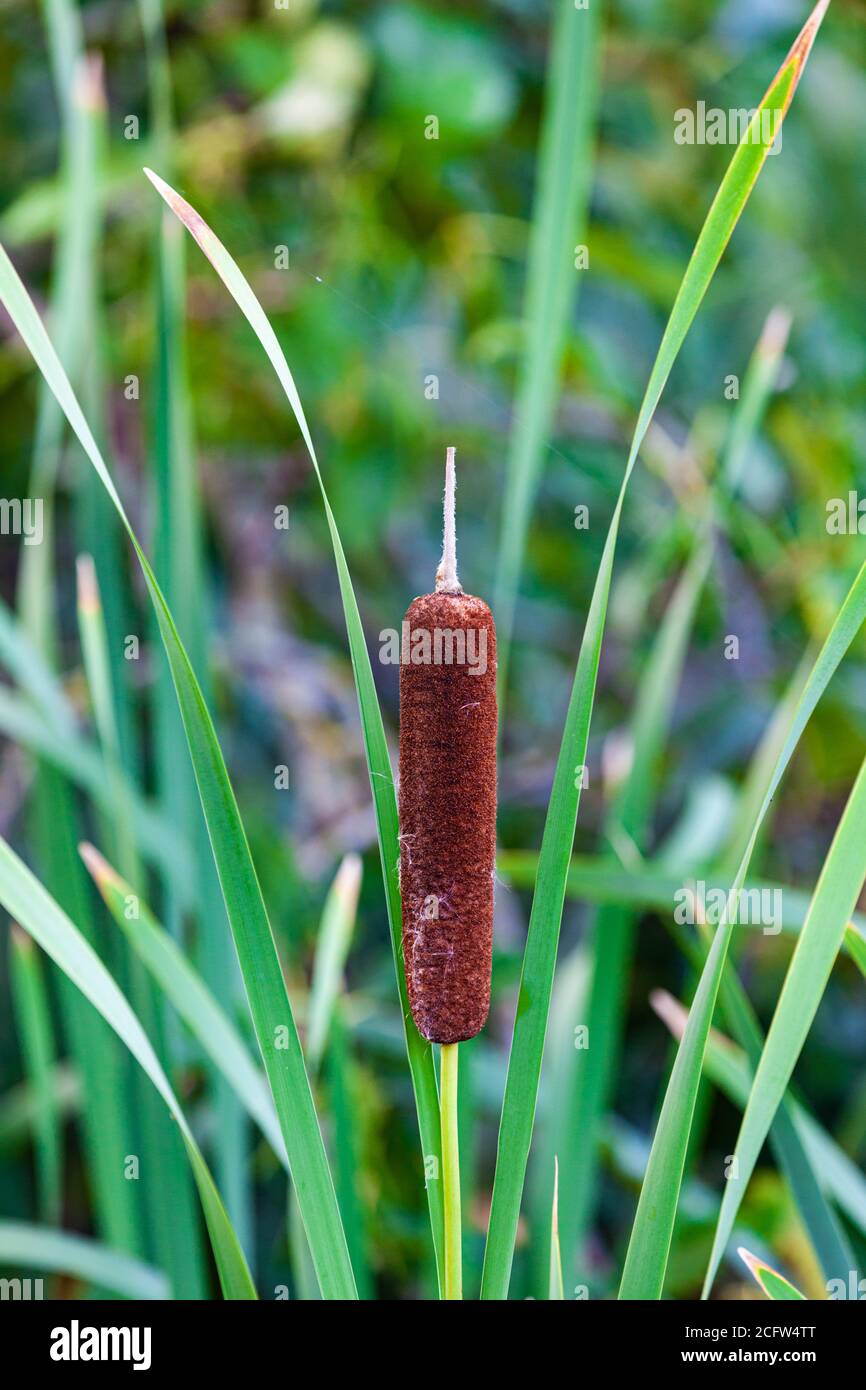 Bulrush in marsh hi-res stock photography and images - Alamy