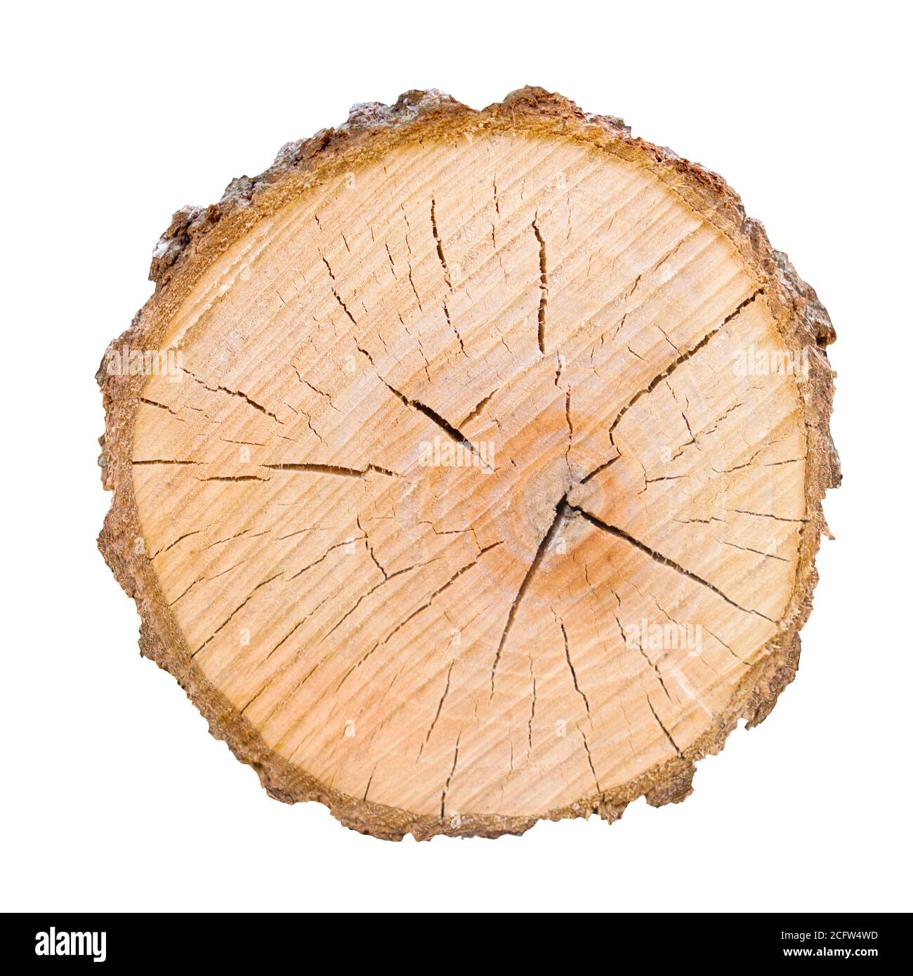 Felled piece of wood from a tree trunk with growth rings isolated on ...