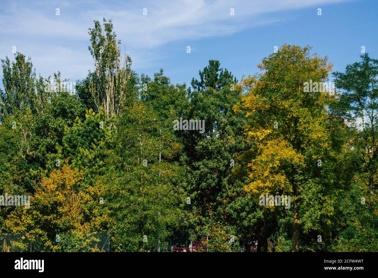 View of green leaves and branches from trees during autumn in France in ...