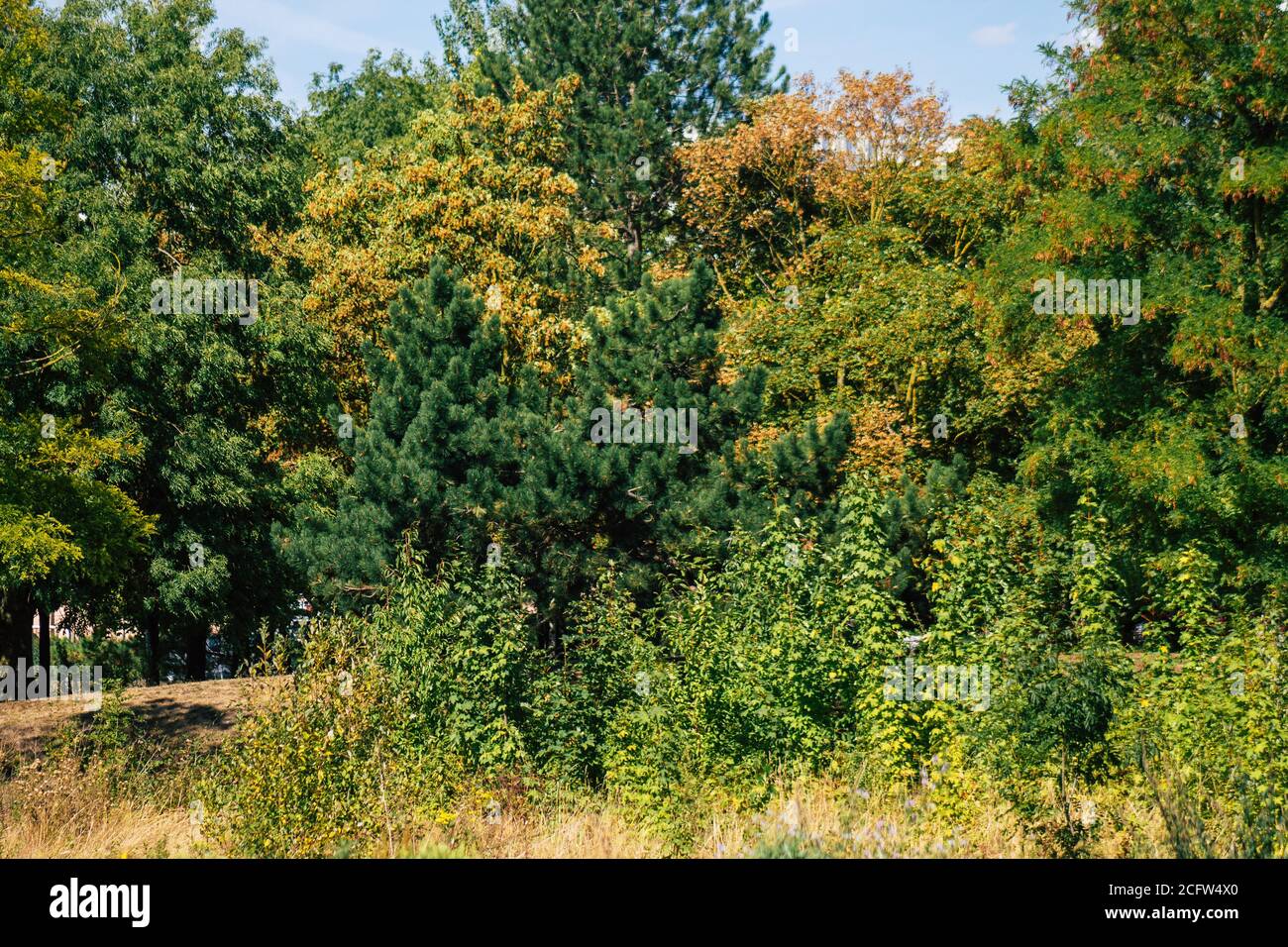 View of green leaves and branches from trees during autumn in France in ...