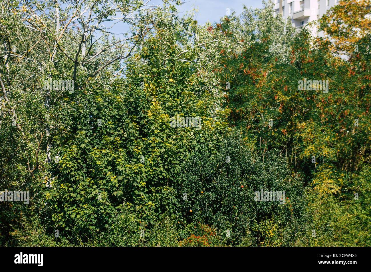 View of green leaves and branches from trees during autumn in France in ...