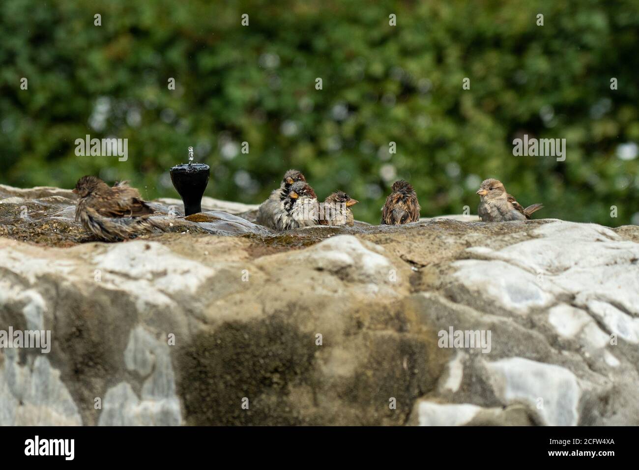 House sparrows bathing in a bird bath splashing water Stock Photo - Alamy