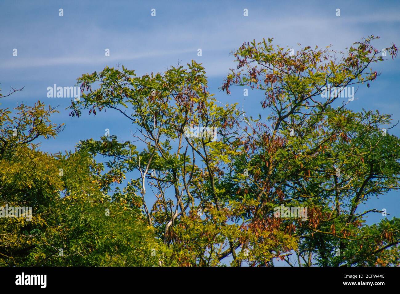 View of green leaves and branches from trees during autumn in France in ...