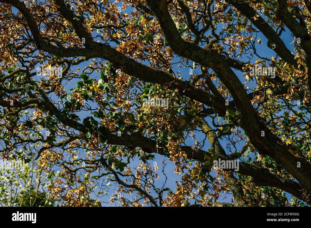 View of green leaves and branches from trees during autumn in France in ...