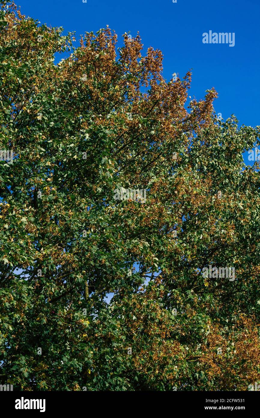 View of green leaves and branches from trees during autumn in France in ...