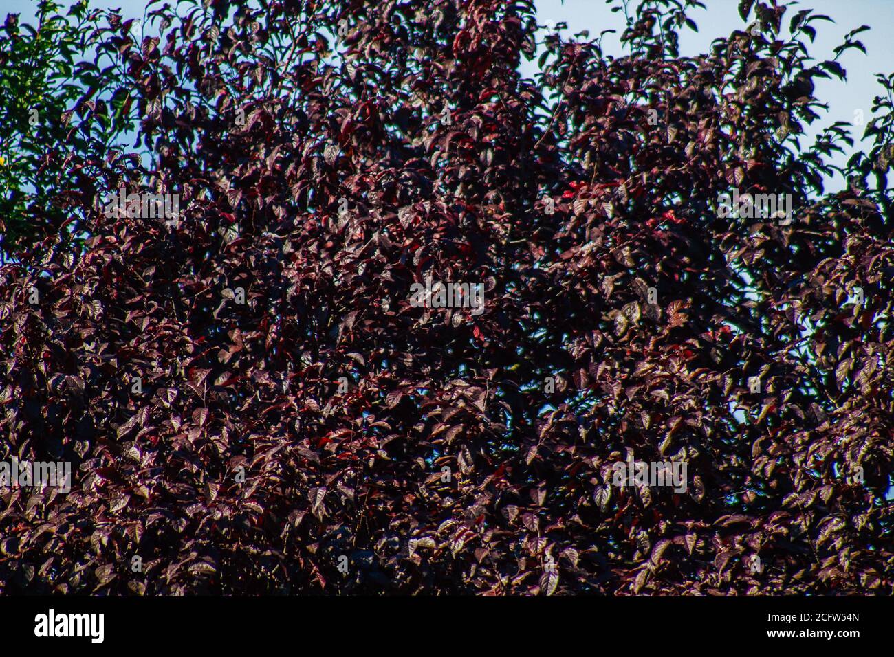 View of green leaves and branches from trees during autumn in France in ...