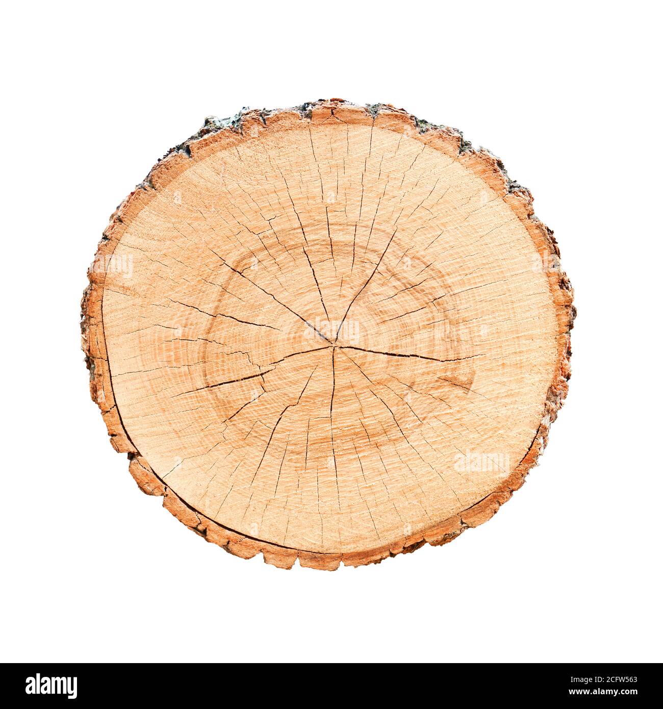 Tree trunk rings hi-res stock photography and images - Alamy