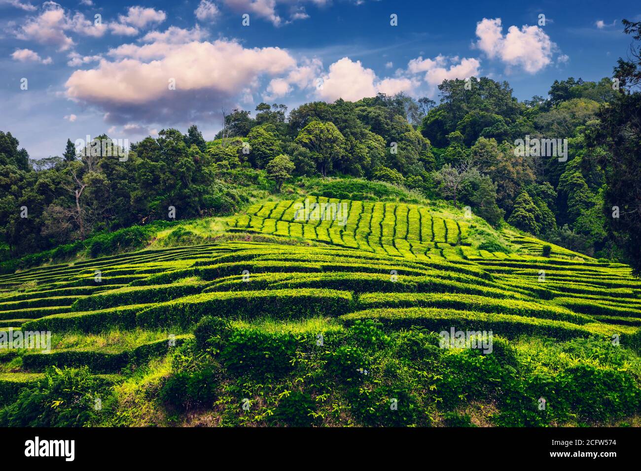Tea plantation in Porto Formoso. Amazing landscape of outstanding ...