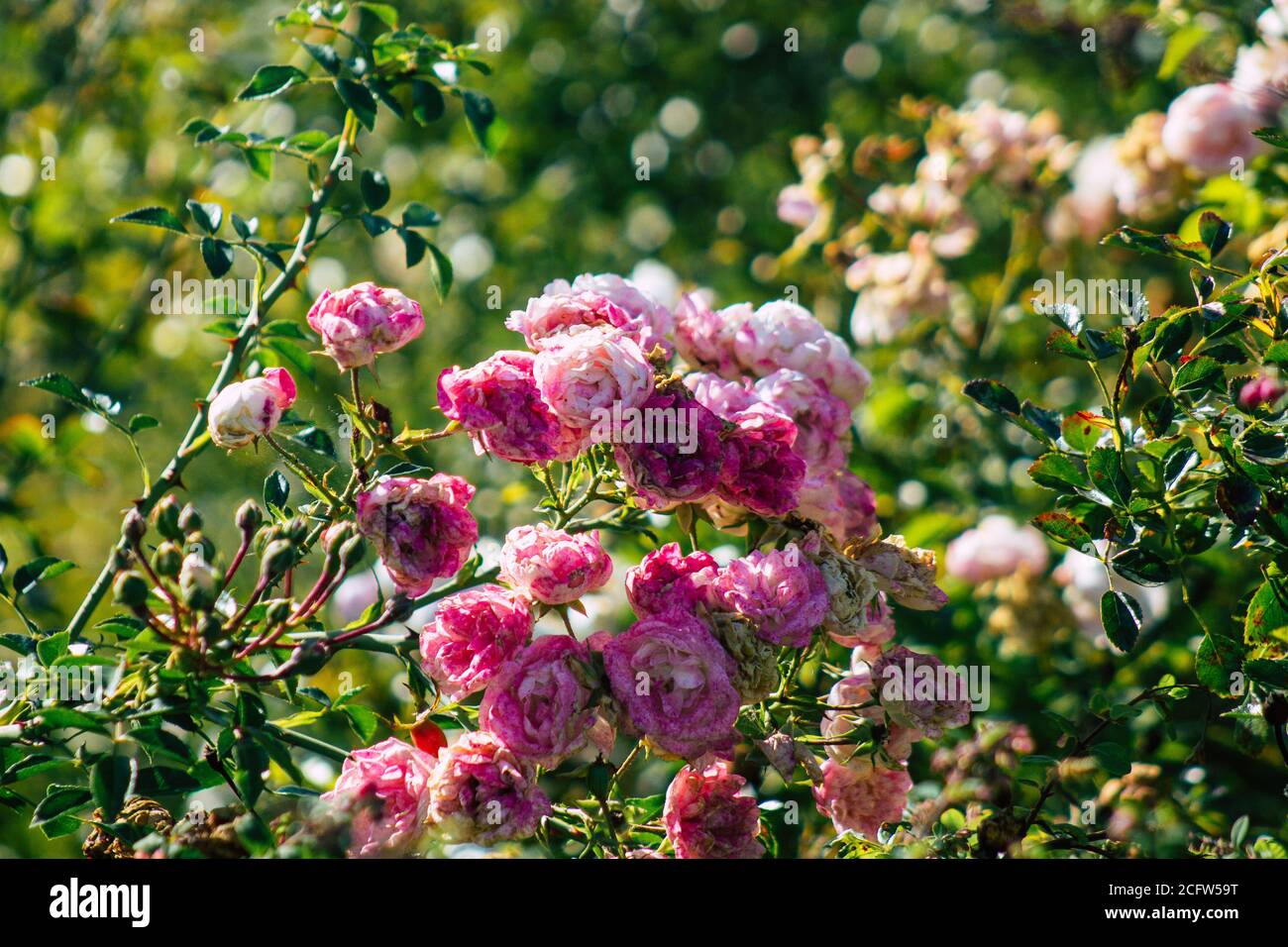 Closeup of roses growing in the countryside of Reims in France in the ...