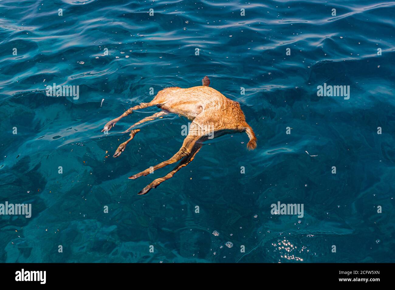 Drowned body hi-res stock photography and images - Alamy