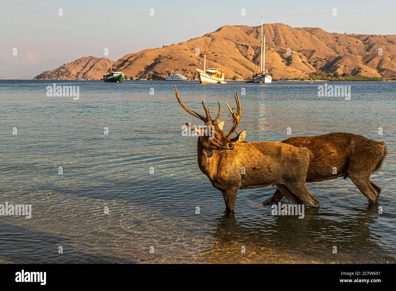 Deer on the beach during Fire and Dragons Cruise of the True North ...
